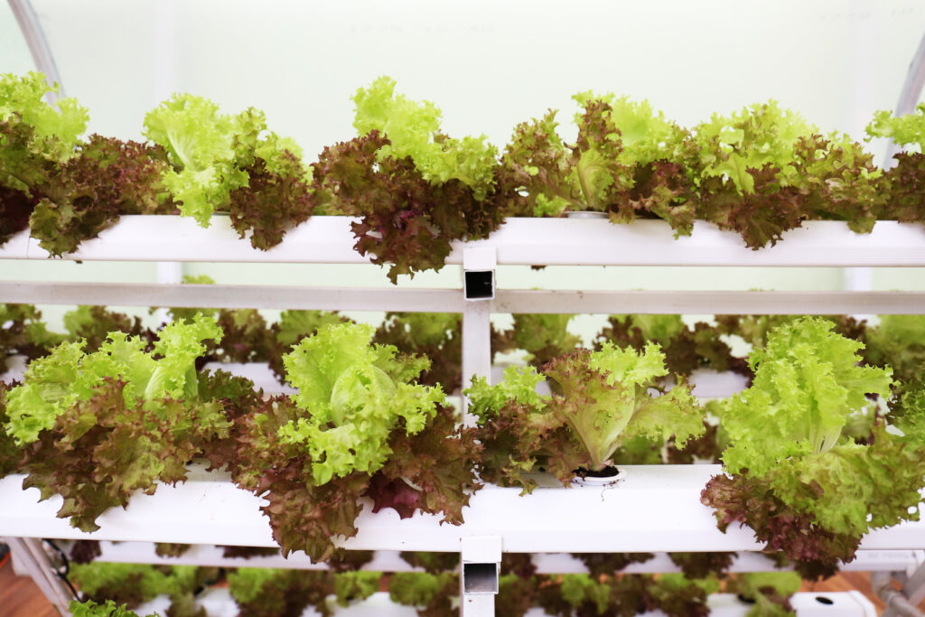 Residential Green Wall: Everything You Need to Know | Epic Energy
